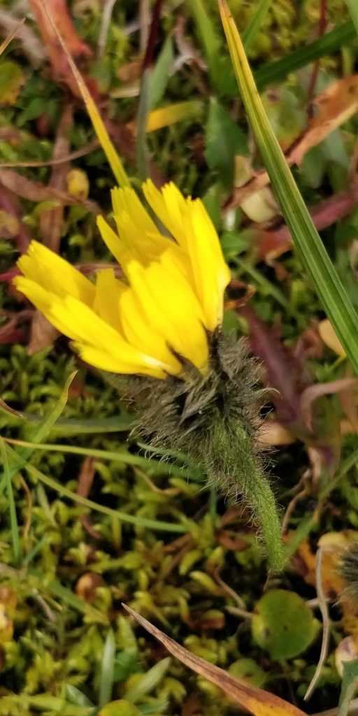 Alpine hawkweed from 981 99 Kiruna, Sweden on September 12, 2023 at 03: ...