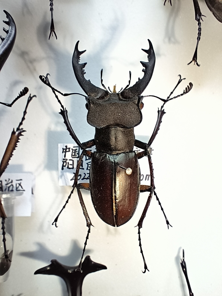 Lucanus kirchneri from 建阳区白塔山 on July 1, 2022 by 张艺言. 元哥哥爱我 · iNaturalist