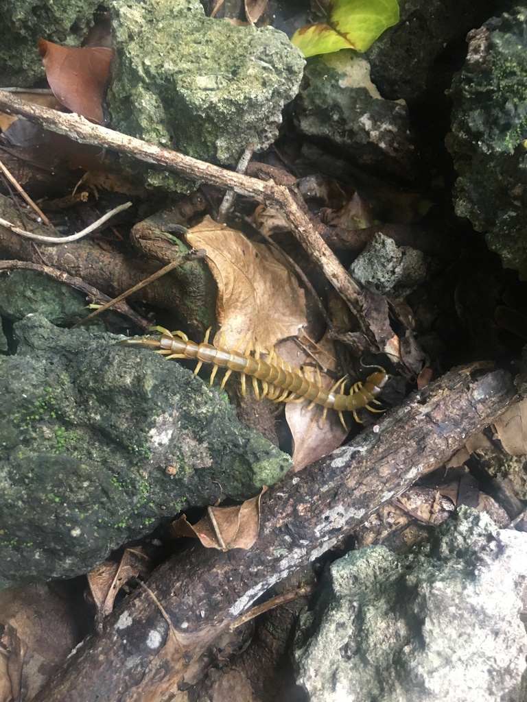 Scolopendrid Centipedes from Guam, Chalan Pago-Ordot, Guam, US on April ...