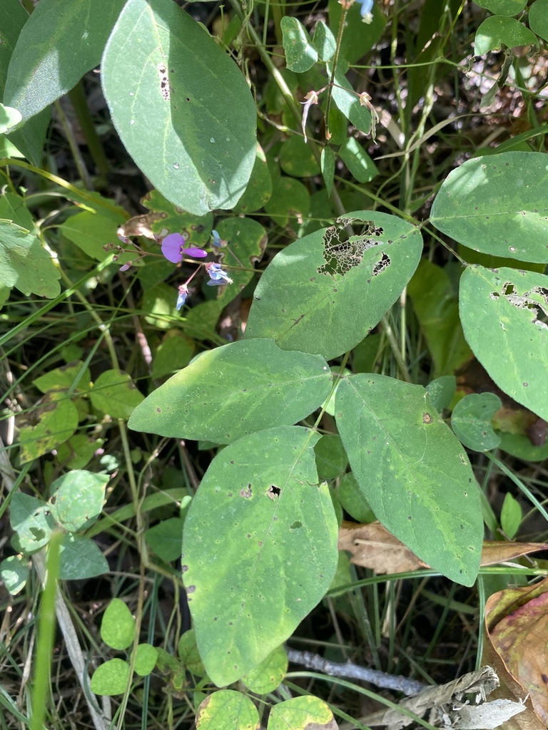 Desmodium paniculatum from Chester, VA, US on September 14, 2023 at 10: ...
