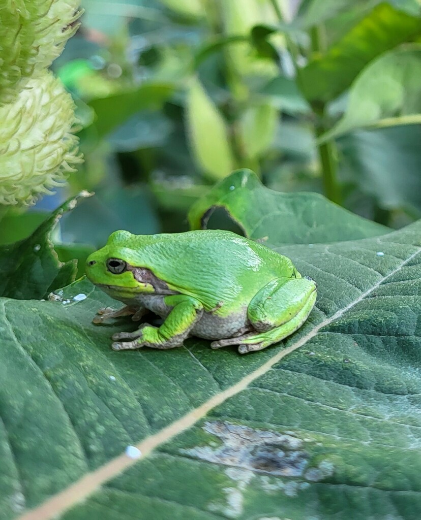 Gray Treefrog Species Complex from Carver County, MN, USA on September ...