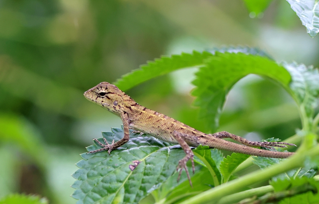 Oriental Garden Lizard from 香港西貢 on September 16, 2023 at 02:13 PM by ...