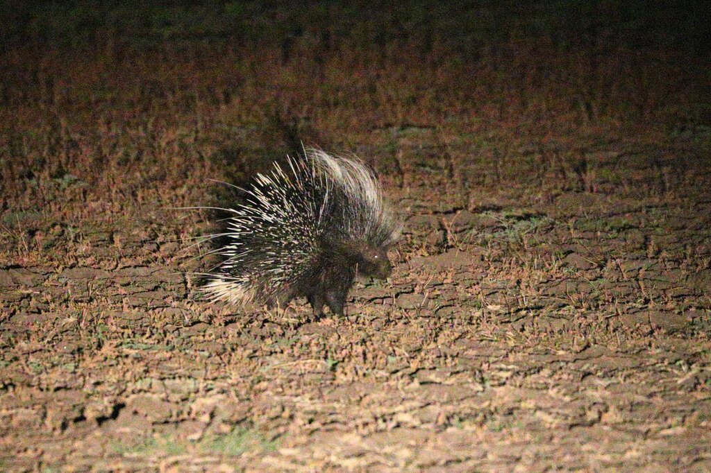Cape Porcupine from Lavushimanda, Zambia on September 1, 2023 at 06:57 ...