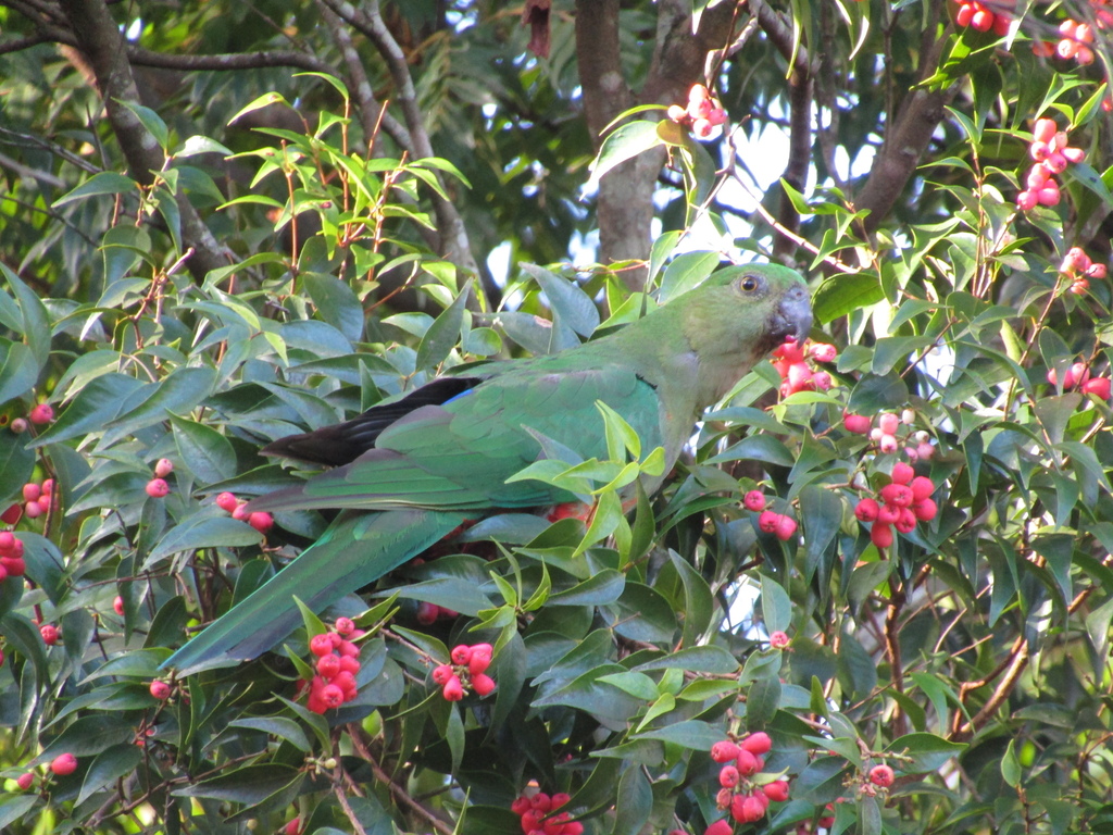 Australian King-Parrot from Brisbane QLD, Australia on December 19 ...