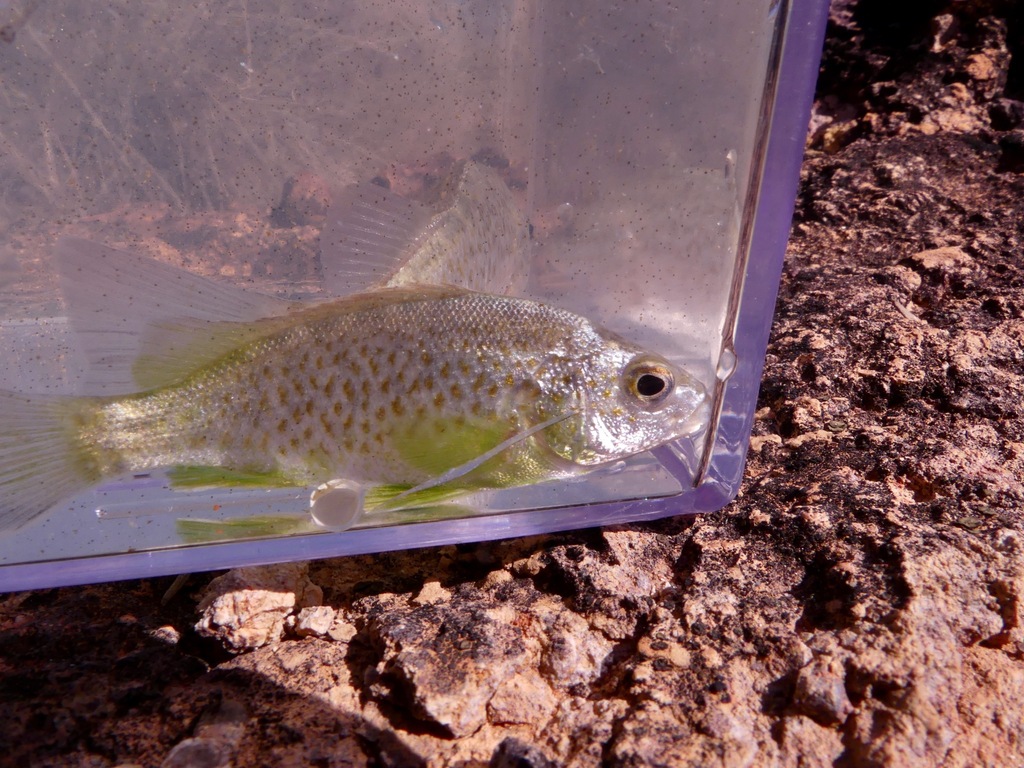 Spangled Perch in September 2023 by Ollie Scully. Particularly ...