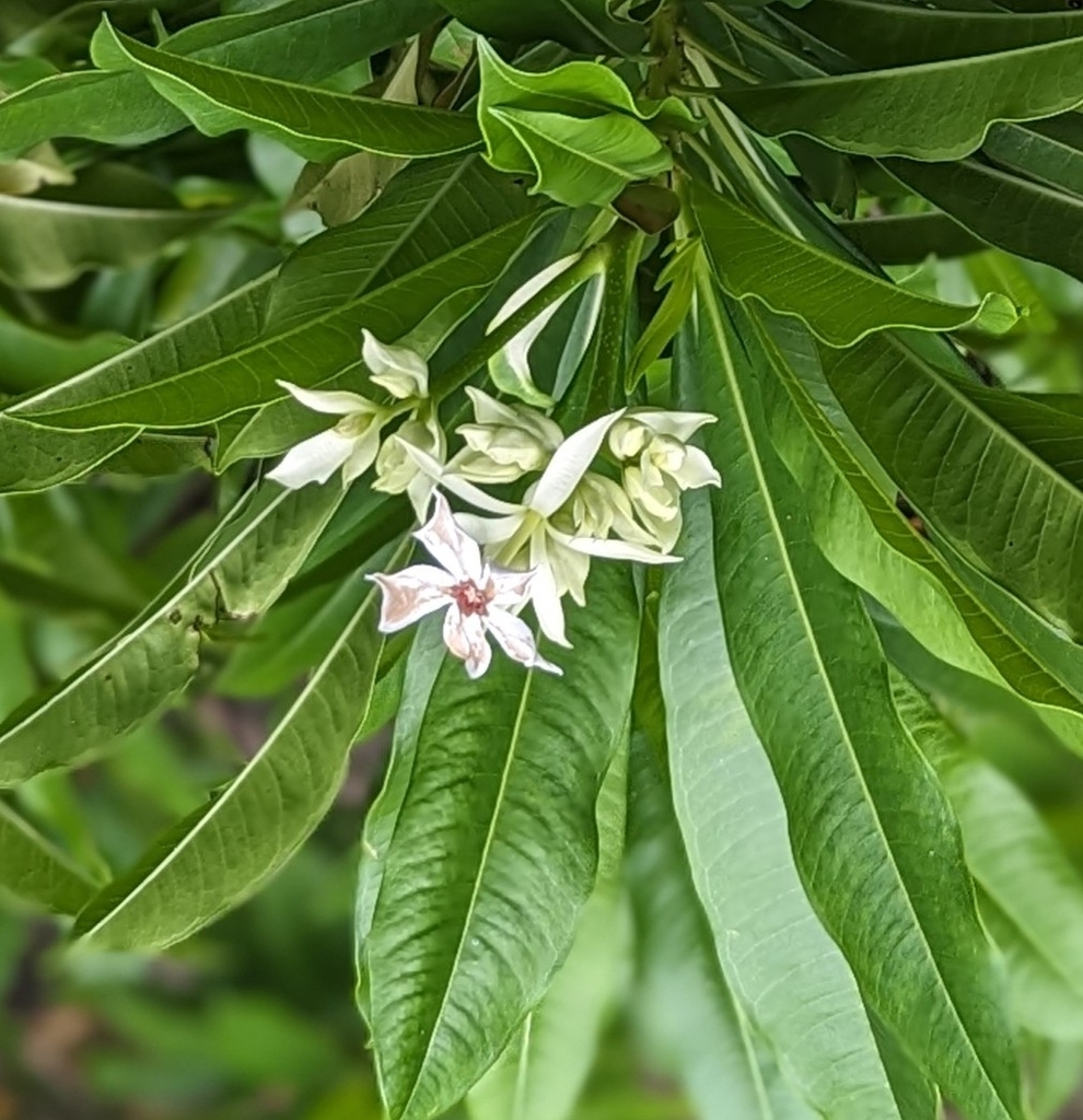 Grey Milkwood from Cape Tribulation QLD 4873, Australia on September 15 ...