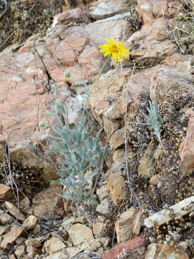 aceitilla amarilla (Flora ) · iNaturalist