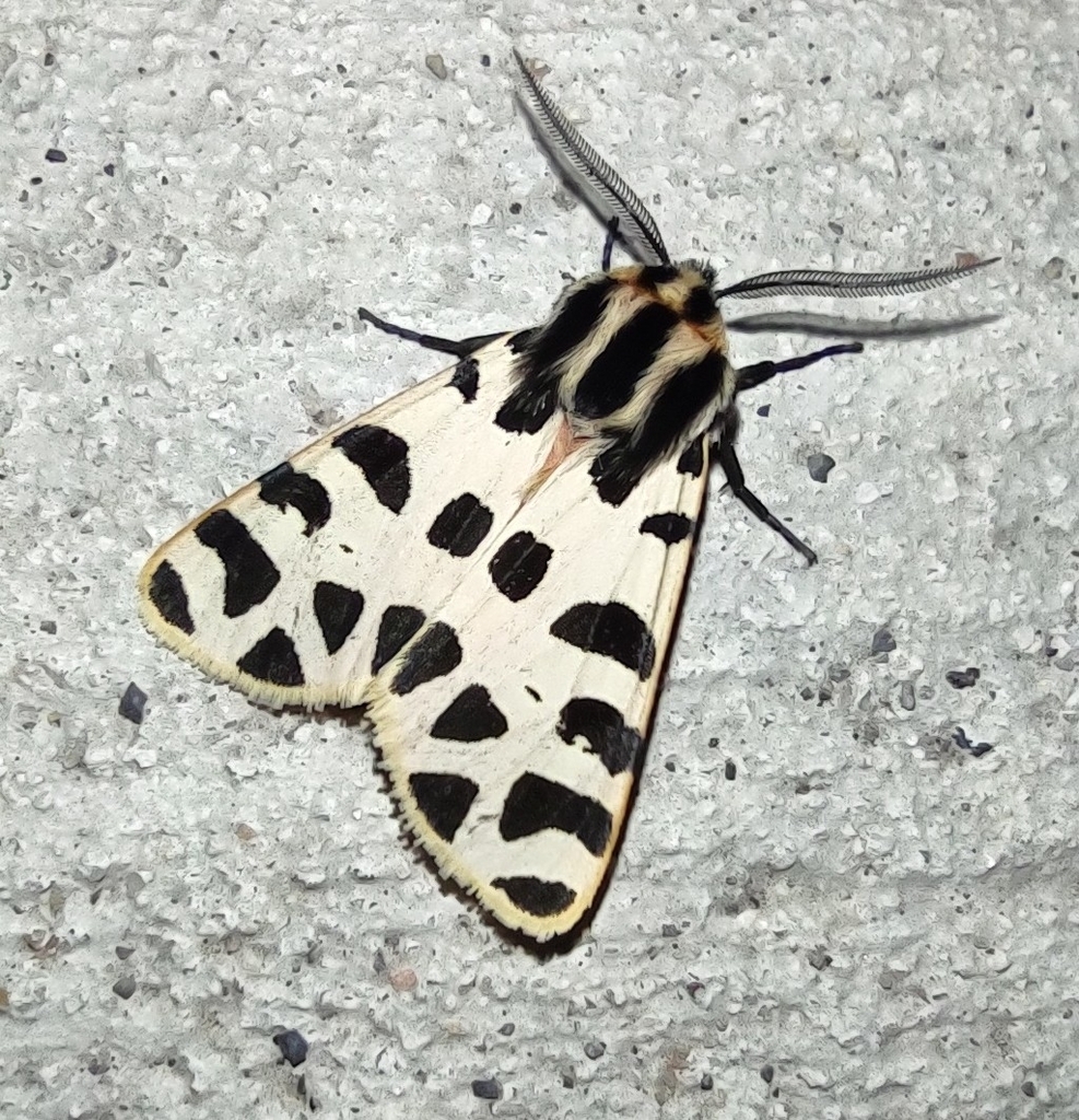 Apantesis incorrupta from Black Mesa State Park, Cimarron County OK on ...