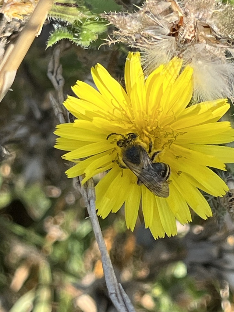 Cellophane Bees from Otter Close, Downham Market, England, GB on ...