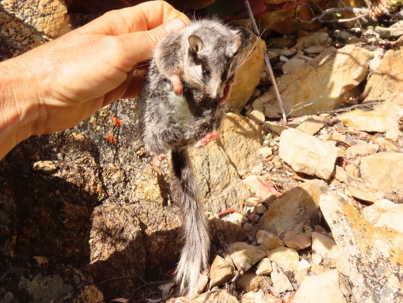 Spectacled Dormouse from KK Red Ridge on September 16, 2023 at 10:32 AM ...