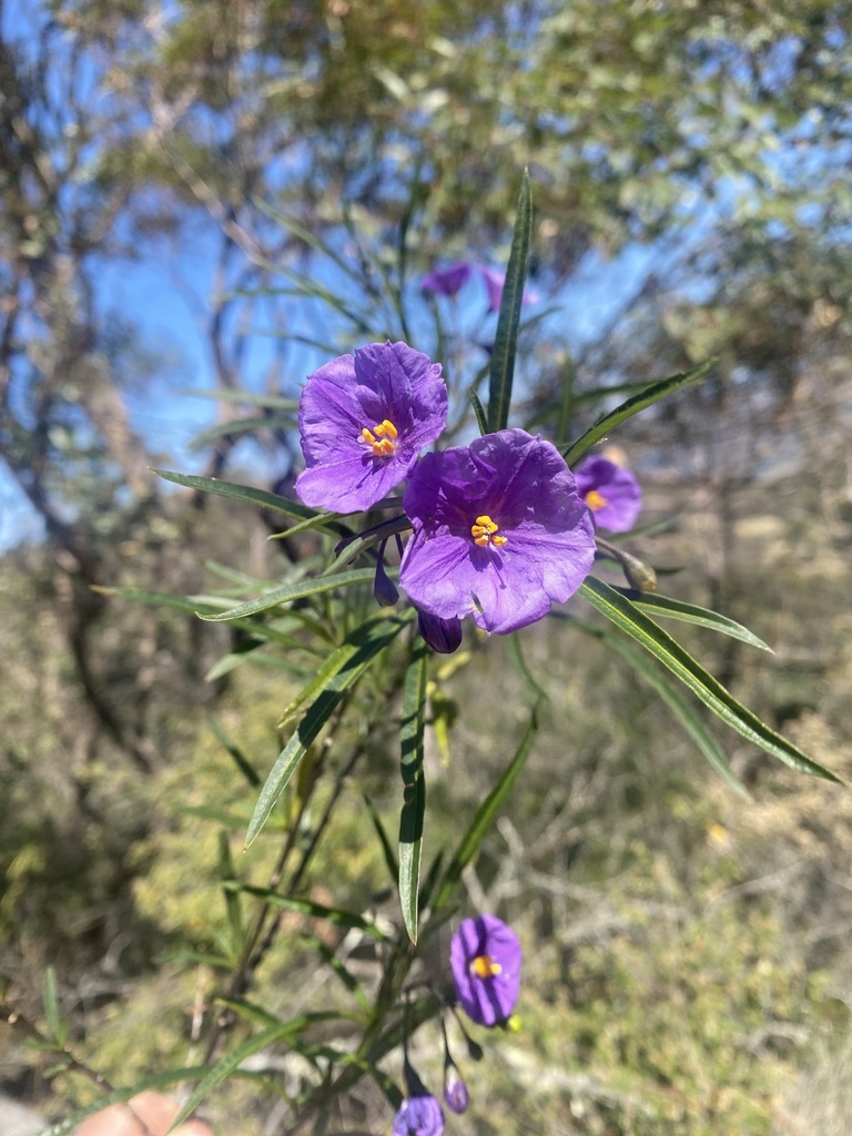 mountain kangaroo-apple from Guula Ngurra National Park, Canyonleigh ...