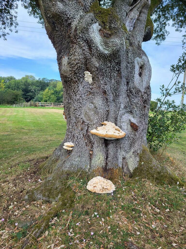 oak bracket from Hampshire, UK on September 16, 2023 at 11:50 AM by ...
