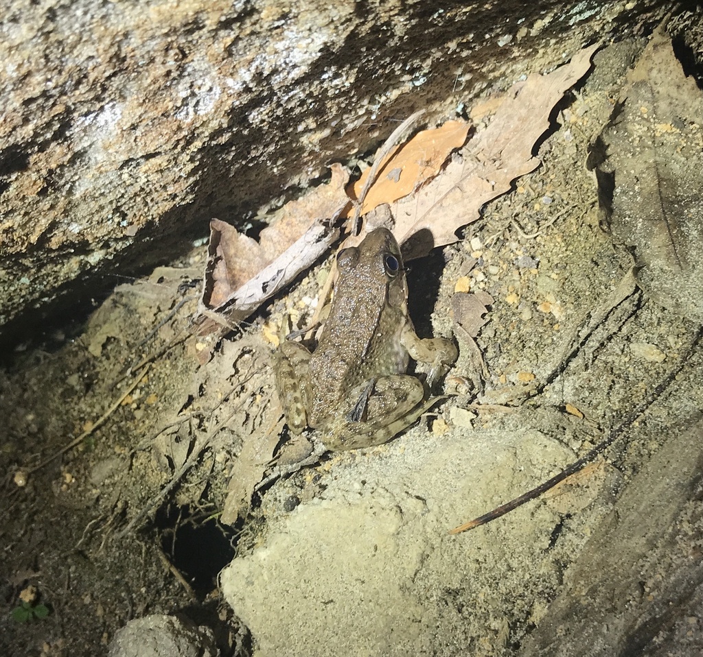 Green Frog from Morgantown, WV, US on September 16, 2023 at 12:15 AM by ...