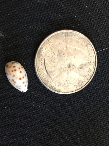 Cypraea punctata · iNaturalist