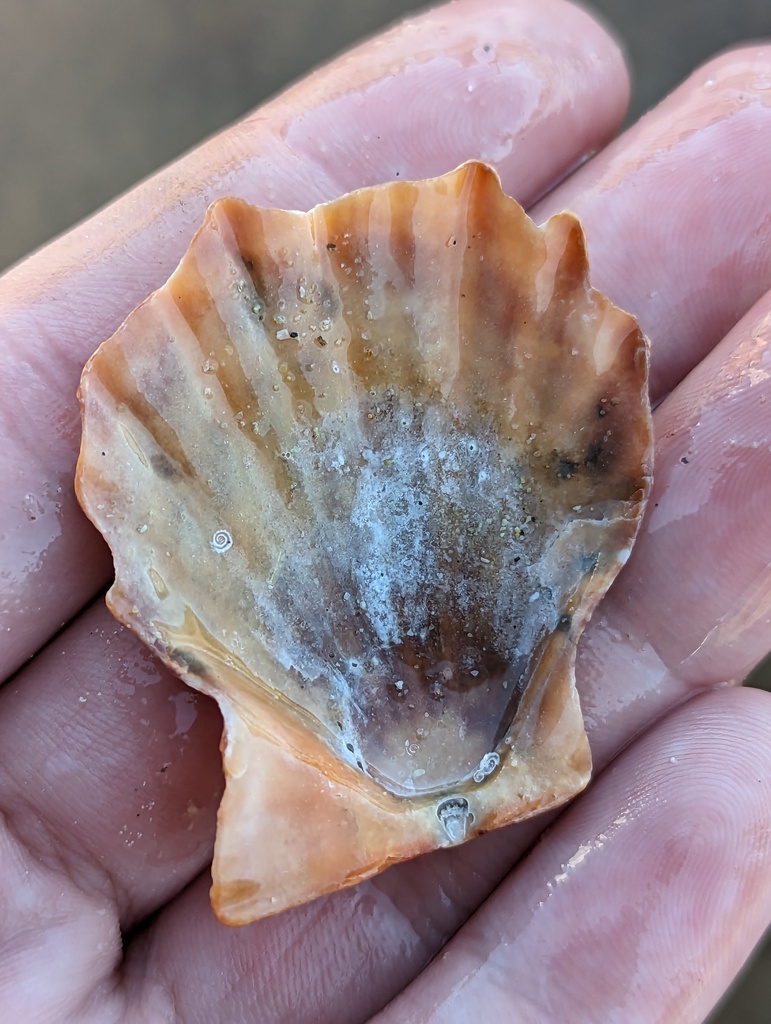 Livid Fan Scallop from The Keppels QLD 4700, Australia on September 12 ...