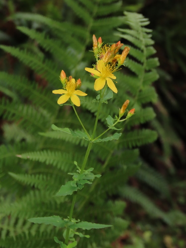 Wavy St. John's-wort (Hypericum undulatum) · iNaturalist United Kingdom