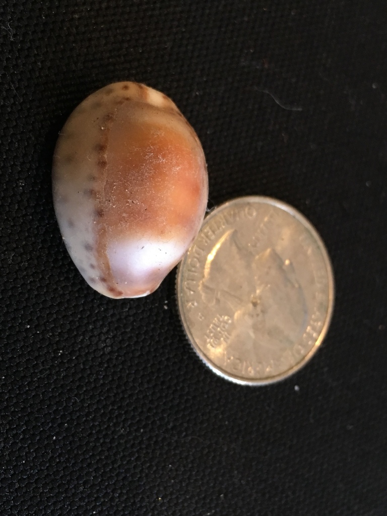 Robert's cowrie from Shipwrecks, Baja California Sur, Mexico on ...