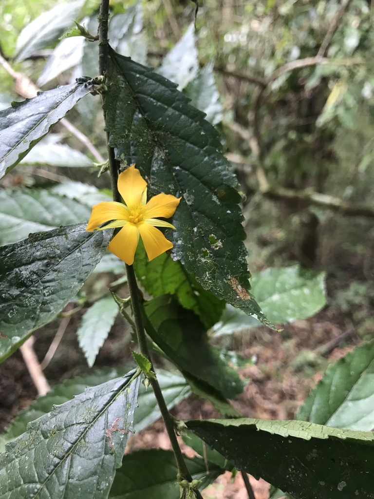 (Turnera panamensis) - Botanical Realm