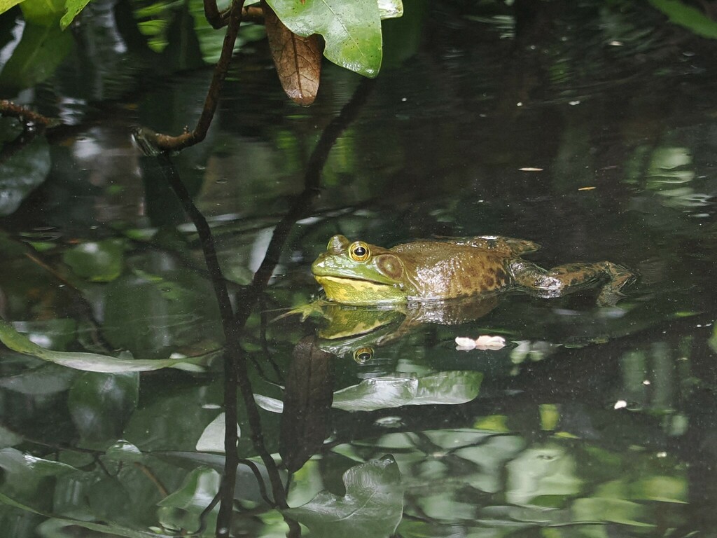 American Bullfrog from 3-chōme-7-1 Hakusan, Bunkyo City, Tokyo 112-0001 ...