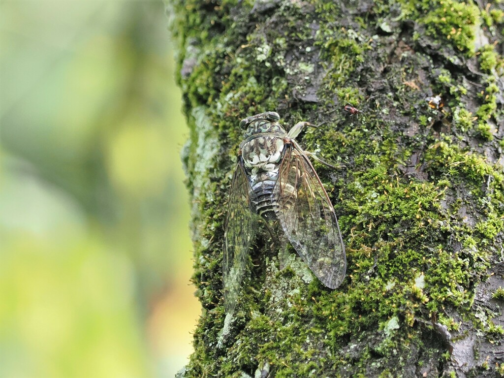Robust Cicada from 3-chōme-7-1 Hakusan, Bunkyo City, Tokyo 112-0001 ...