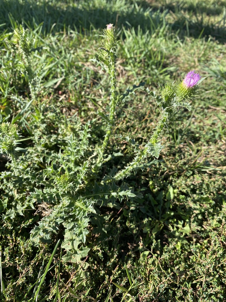 Broad-winged Thistle from Fauquier County, US-VA, US on September 15 ...