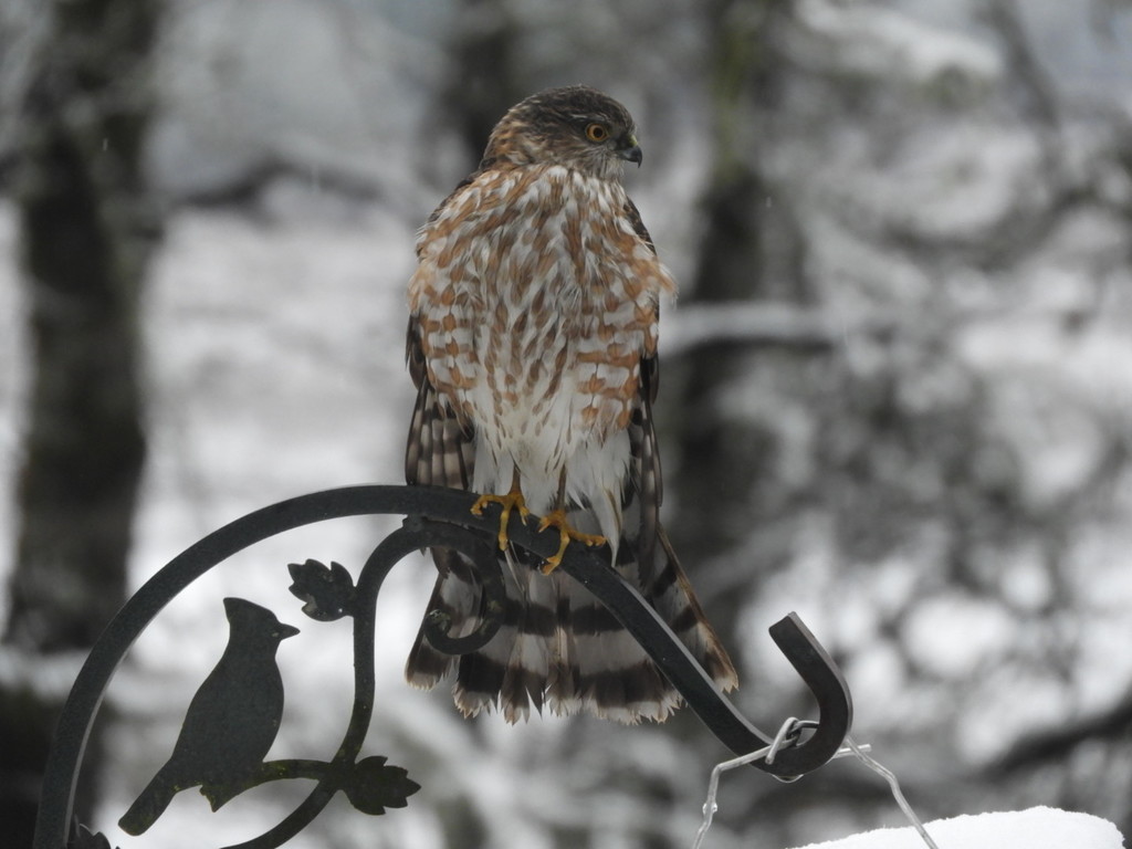 Sharp-shinned Hawk from 39108 Griggs Dr, Lebanon, OR 97355, USA on ...