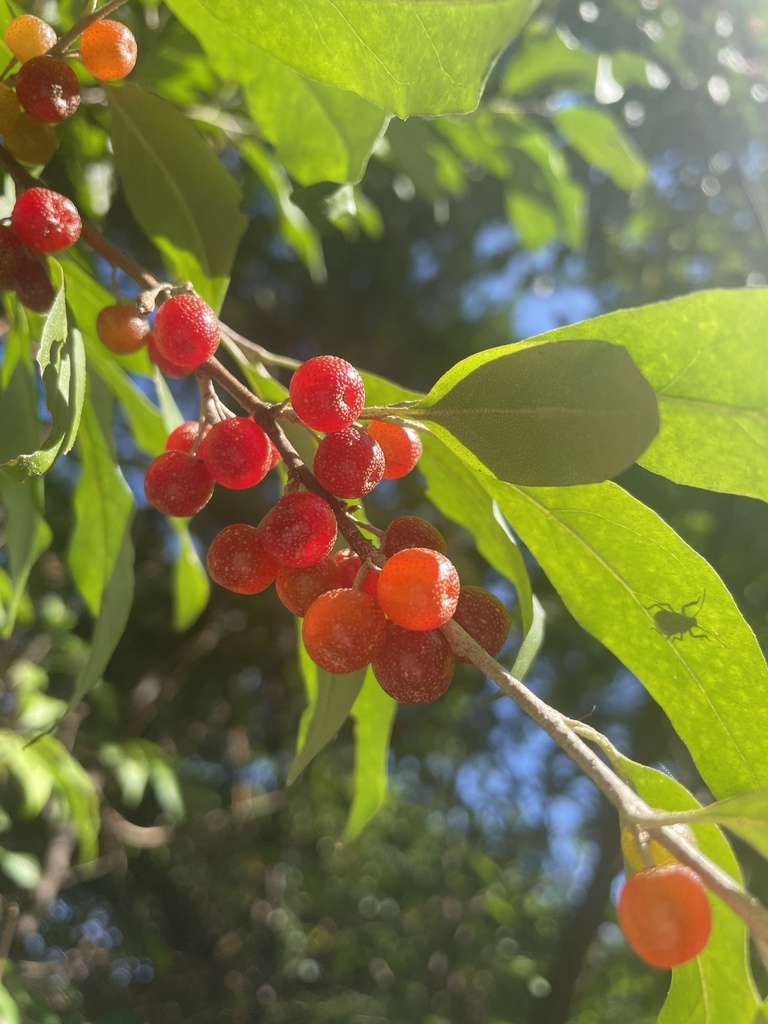 oleaster family (Elaeagnaceae) - Botanical Realm