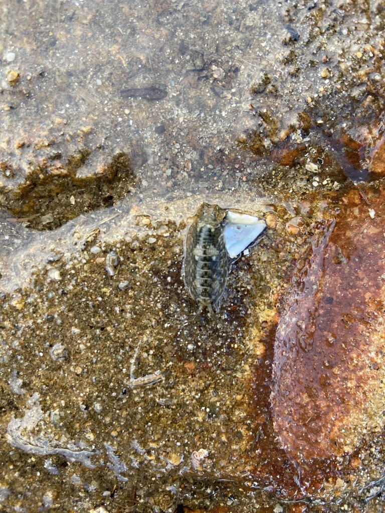 Common Sea Slater from Récifs et Landes de la Hague, La Hague, FR on ...