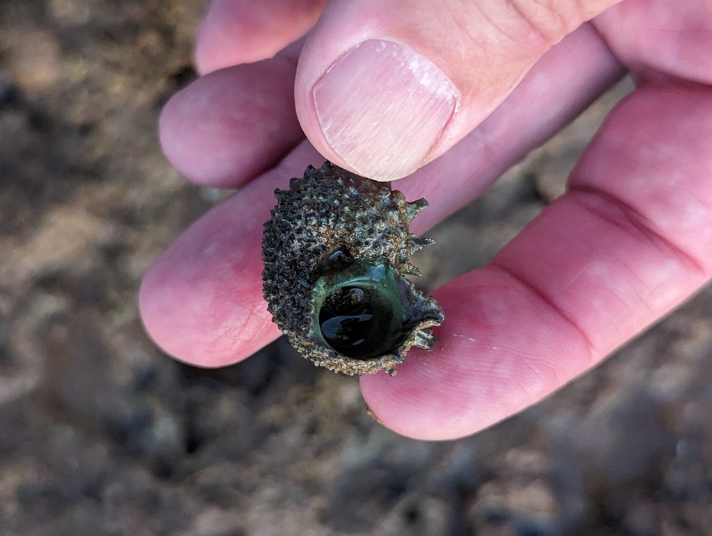 Lacinate Dolphin Shell from Port Hedland, WA, Australia on September 16 ...