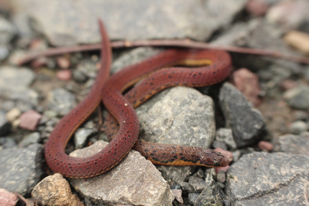 Grabowsky's Reed Snake from Lokasi: 4,968949, 117,815878 on September ...