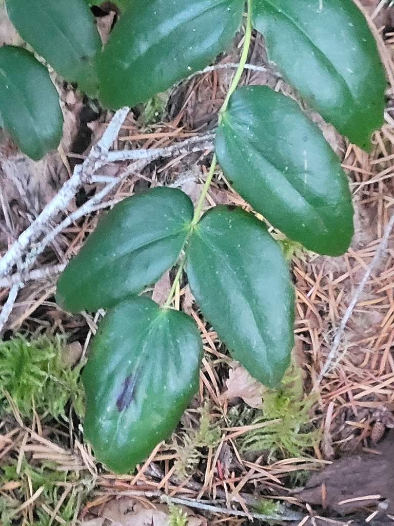 Cascade Oregon-grape from Benton County, US-OR, US on September 15 ...