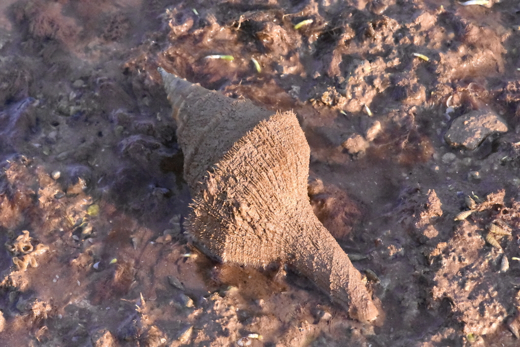 Australian Trumpet from Port Hedland, WA, Australia on September 16 ...