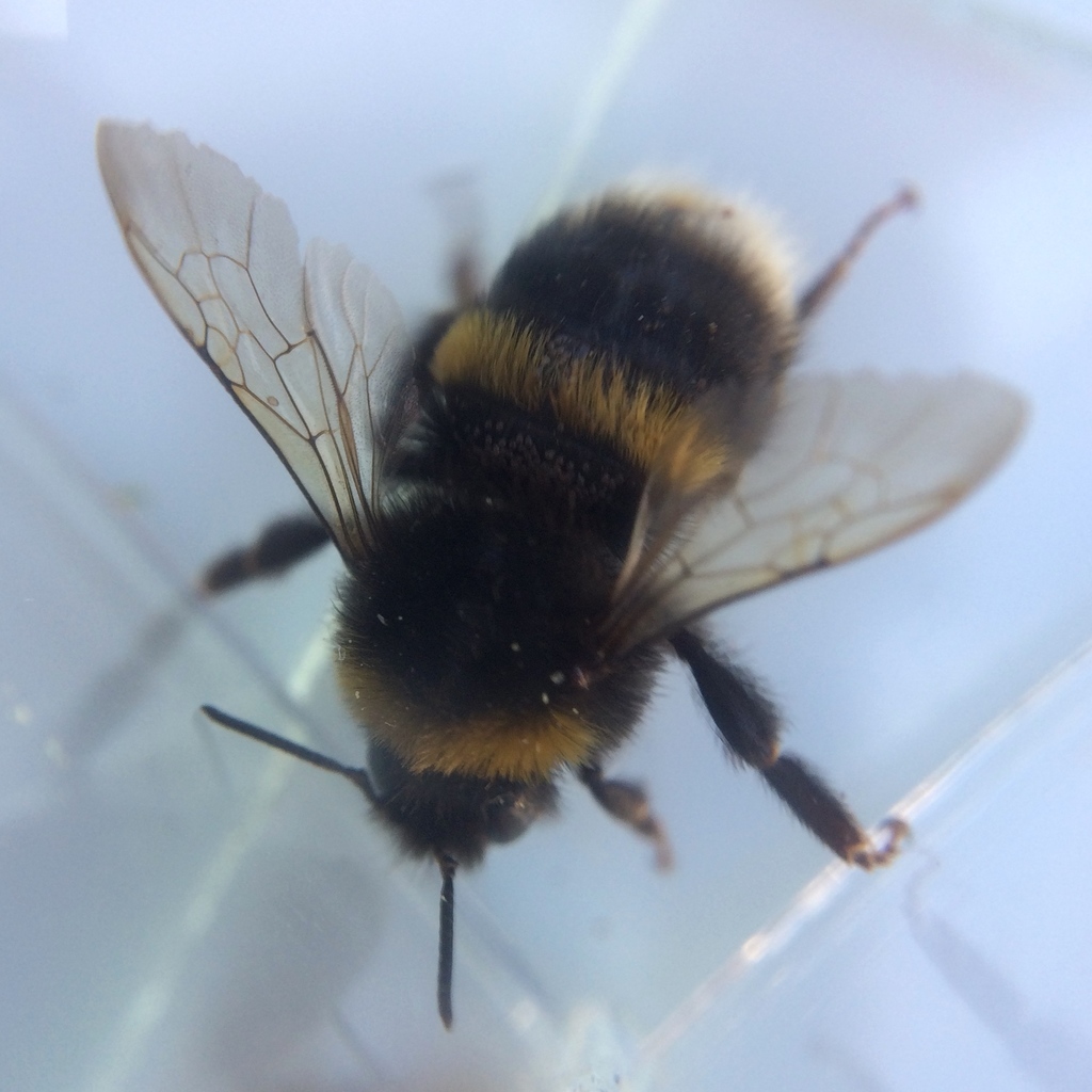Buff-tailed Bumble Bee from Allandale 8971, New Zealand on February 11 ...