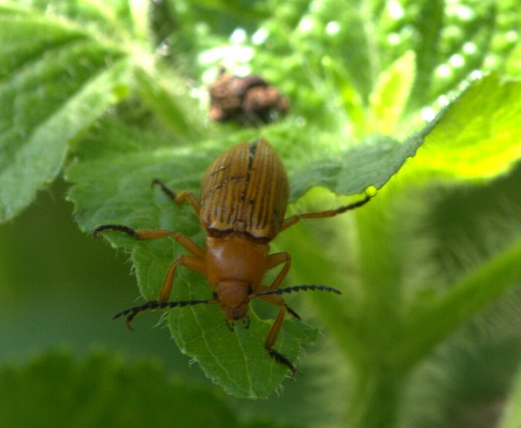 Hemiops flava from Yilan County, Taiwan on September 11, 2023 at 09:50 ...
