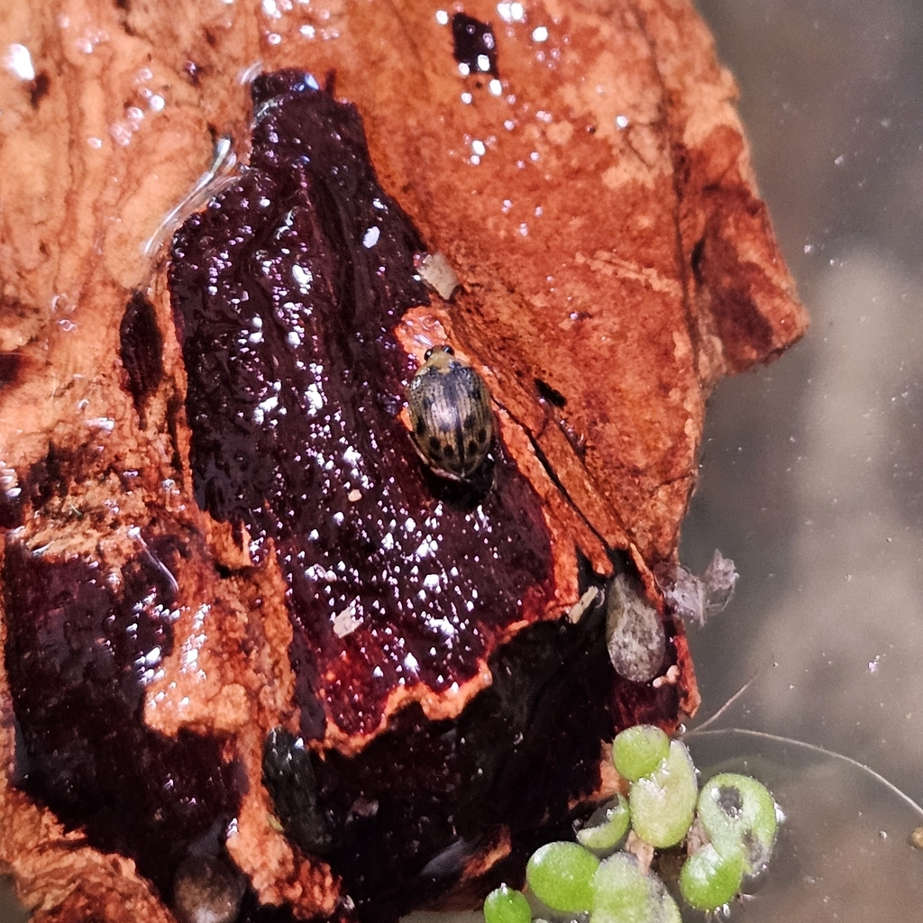 Peltodytes from Tipp City Off-Channel Wetland, OH, USA on September 16 ...