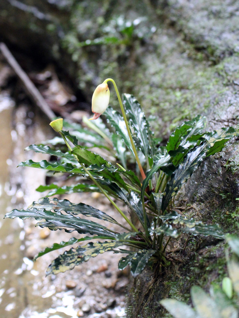 Galantharum kishii from Malinau Regency, North Kalimantan, Indonesia on ...
