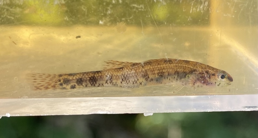 Swamp Darter from Frostproof, FL, US on September 16, 2023 at 09:32 AM ...