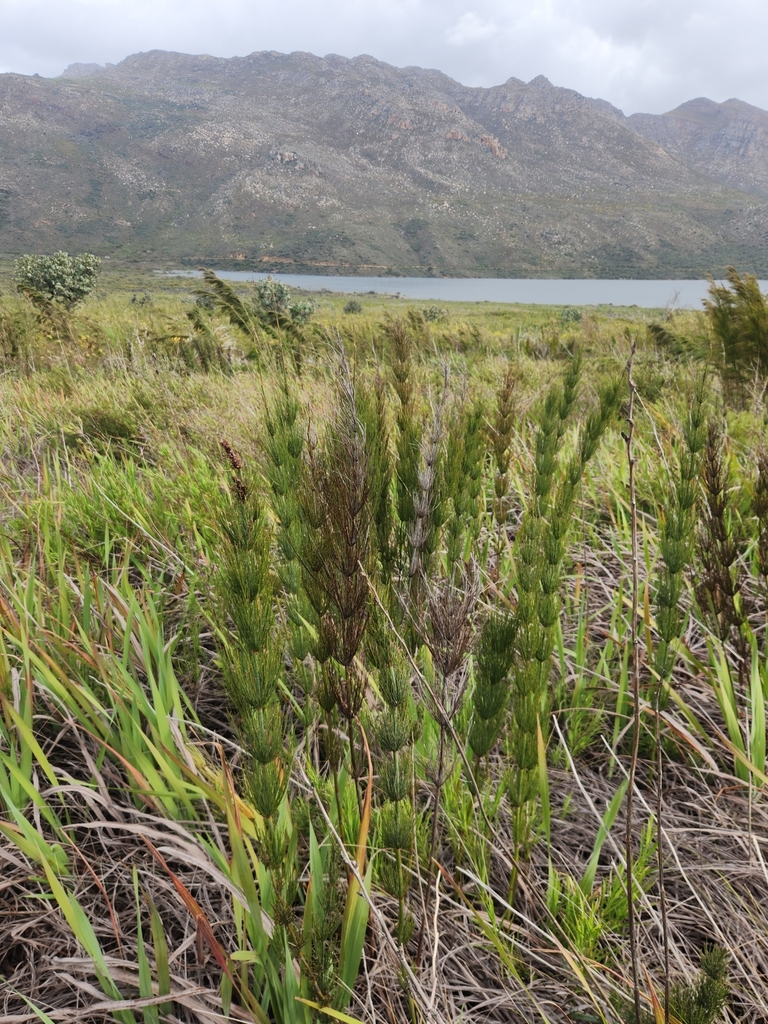 Broom reed from Cape Winelands, ZA-WC, ZA on September 16, 2023 at 03: ...