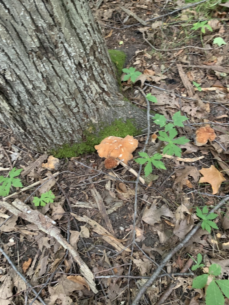 Rooting Polypore from S 35th St, Franklin, WI, US on September 16, 2023 ...