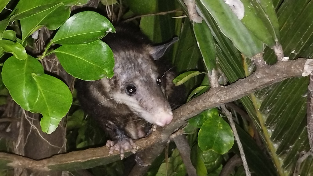 Large American Opossums from Vivero riestra on September 15, 2023 at 07 ...