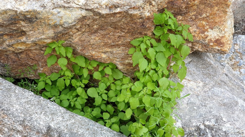 pellitories (Parietaria) - Botanical Realm
