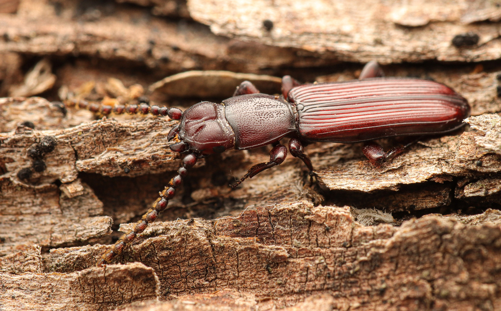 Catogenus thomasi from S Madera Canyon Rd, Sonoita, AZ, US on August 26 ...