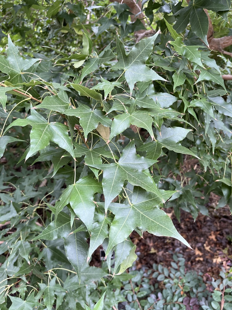 Shandong Maple from Bibliothèque Huntington, San Marino, CA, US on ...