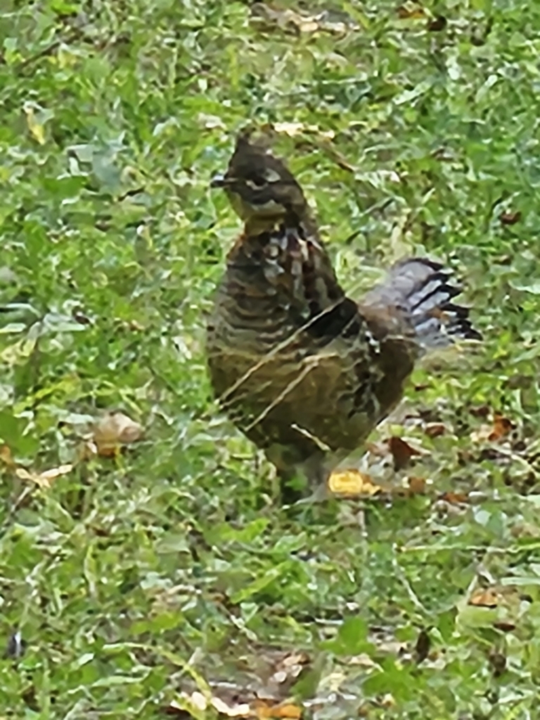 Ruffed Grouse from East Cook, MN, USA on September 15, 2023 at 03:21 PM ...