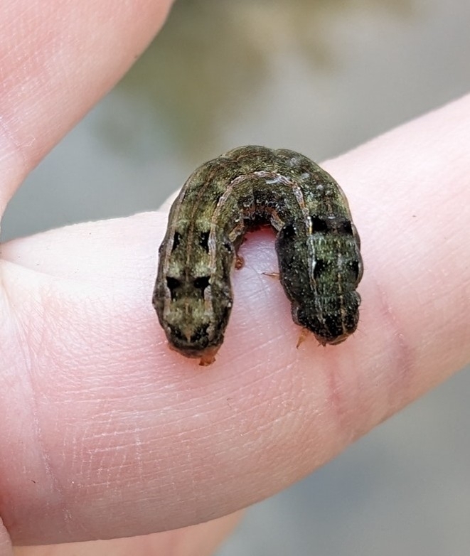 Armyworm Moths from Wisacky, SC 29010, USA on September 14, 2023 at 03: ...