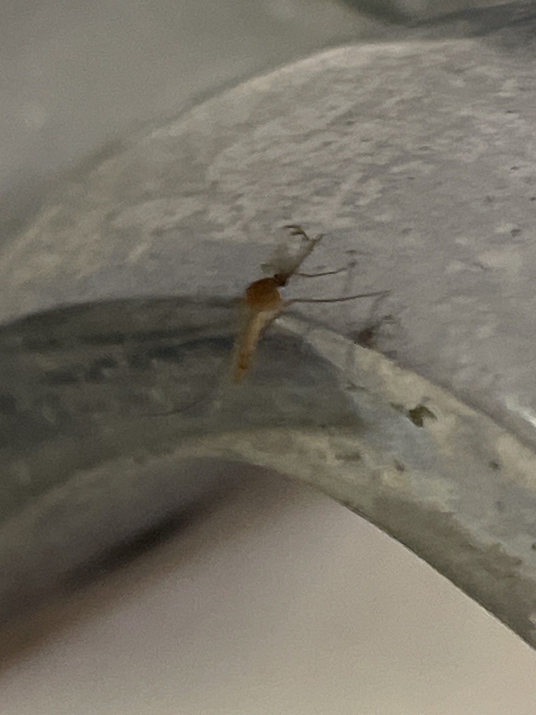 Culex from Homestead Way, Millsboro, DE, US on September 16, 2023 at 02 ...