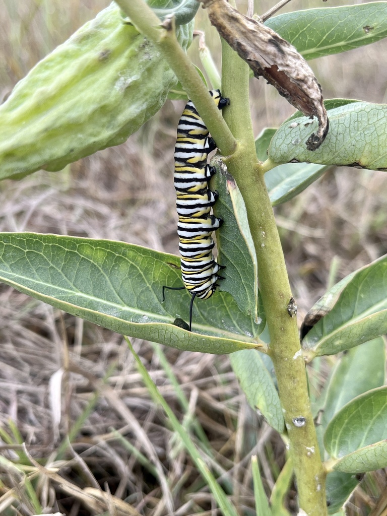 Monarch from Gainesville, TX, US on September 16, 2023 at 10:28 AM by ...