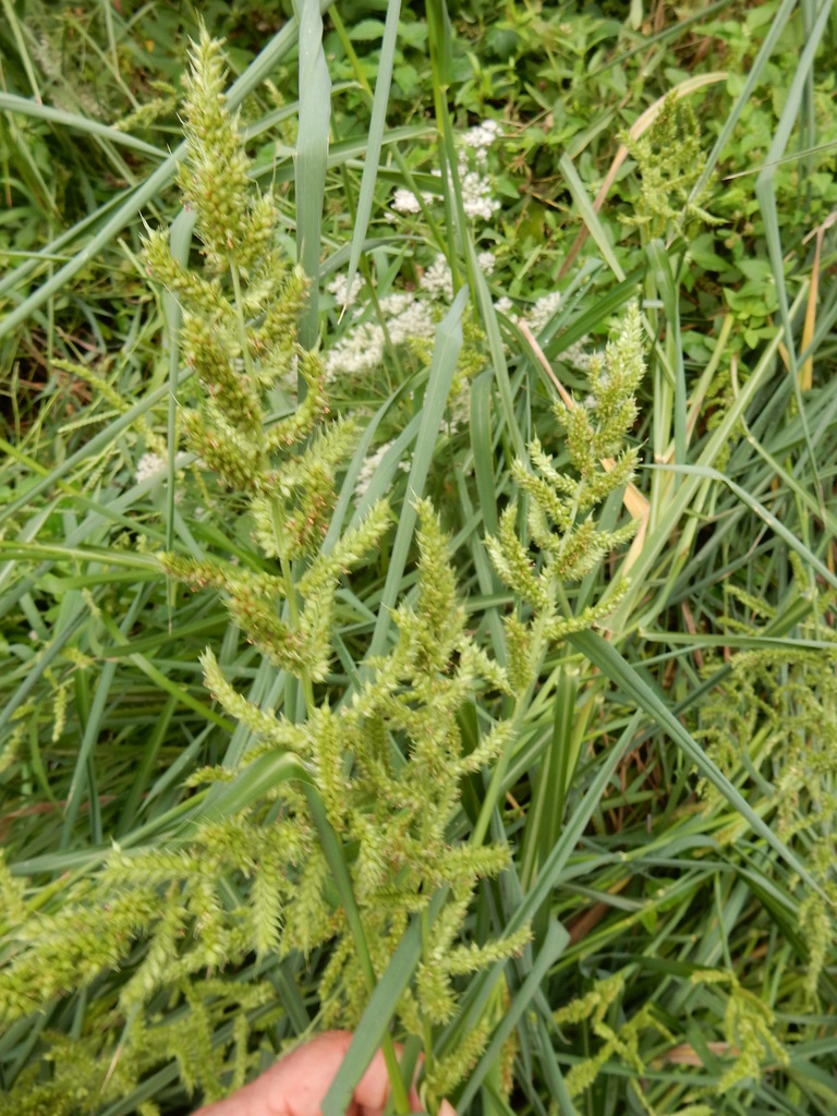 barnyardgrass from Fort Worth, TX, USA on September 16, 2023 at 12:13 ...