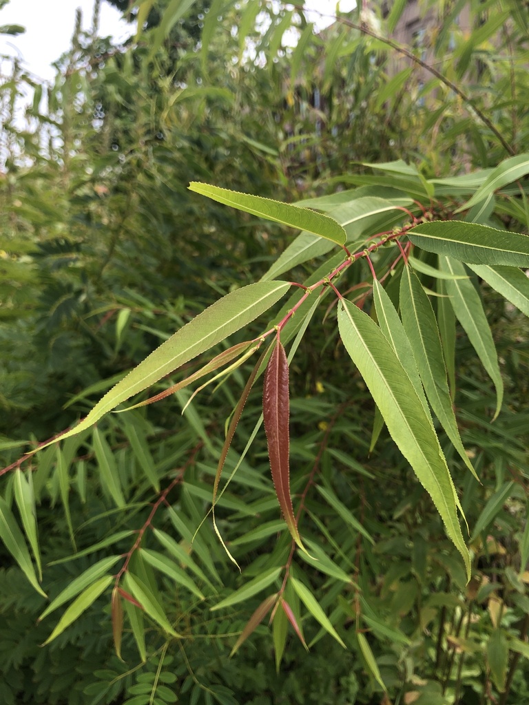 peachleaf willow from Museum of Natural History, Ann Arbor, MI, US on ...