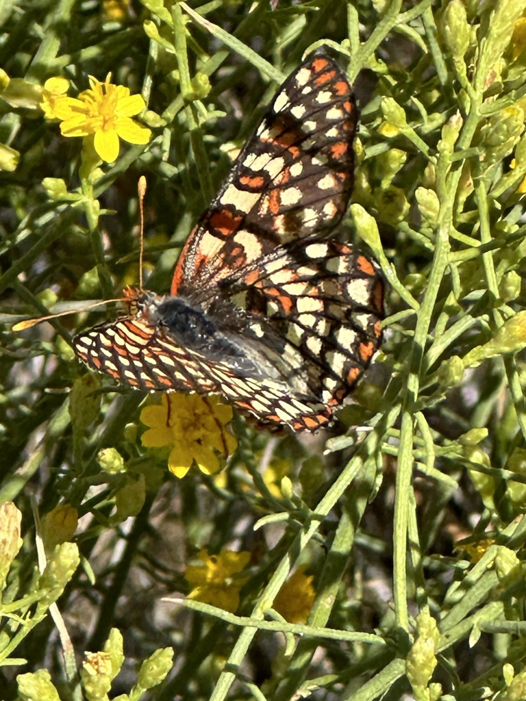 Henne's Chalcedon Checkerspot from Santa Rosa and San Jacinto Mountains ...